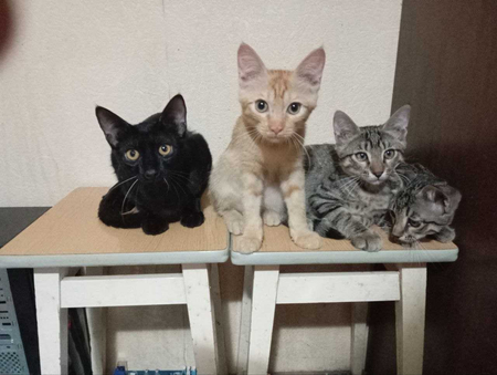 Котята в добрые руки. Смотрите фото.