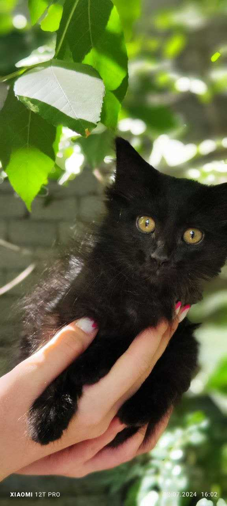 Котёнок, девочка, 2 месяца