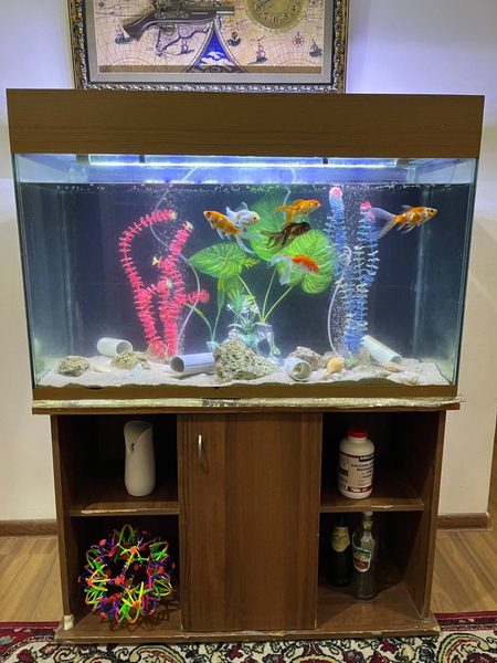 Akvarium hamma narsasi bilan