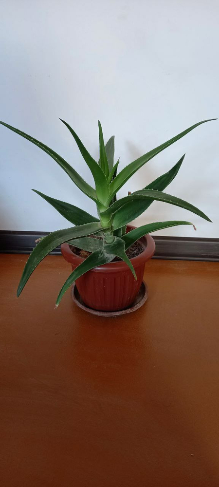 Xona oʻsimliklari
