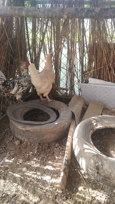 Tovuqlar zõr har kun tuğadi