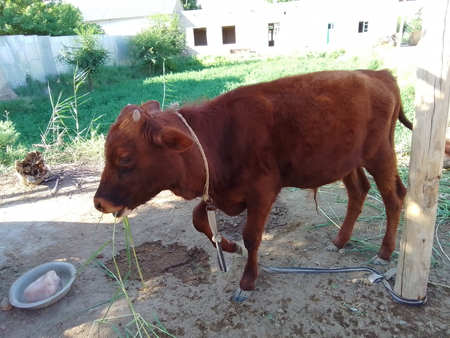 Buqacha sotila .