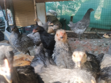 Зотли пародали жўжалар бор тухум ва гўшт учун тахминан 4-5 килогача