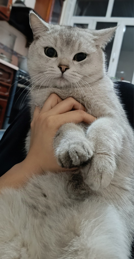 Чистокровная шотландская вислоухая / Scottish fold