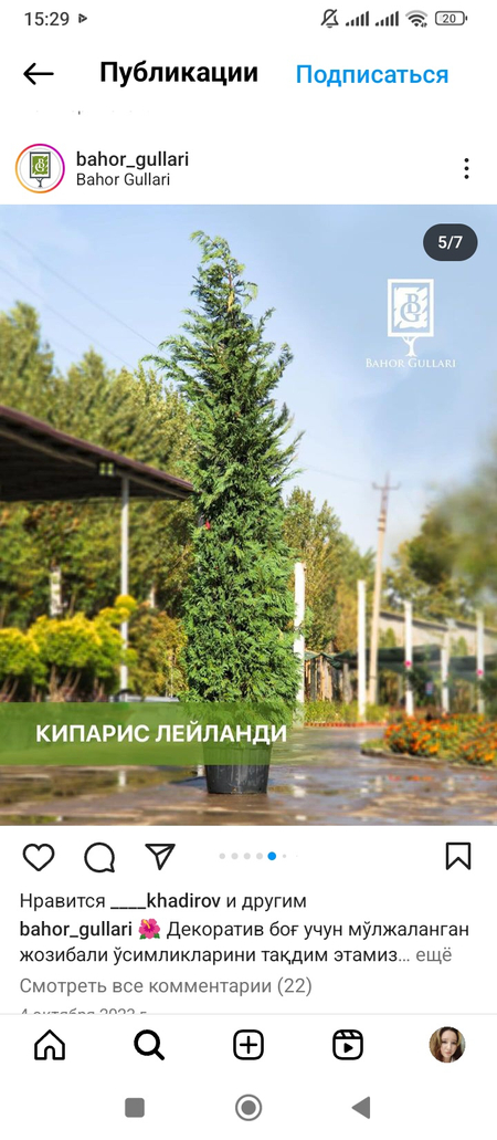 Оживите свой участок с итальянскими цветами и деревьями!