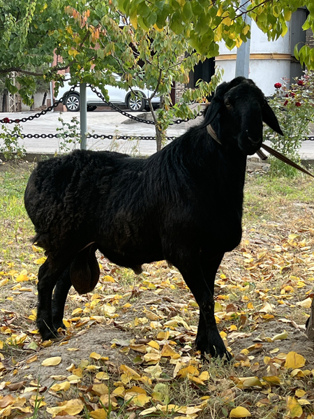 Қурбонлик, ақиқа, эҳсон қилиш учун қўйлар, калла поча