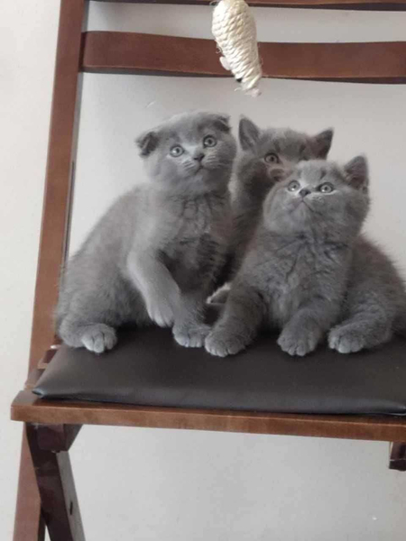 Кот Скоттиш Фолд на вязку