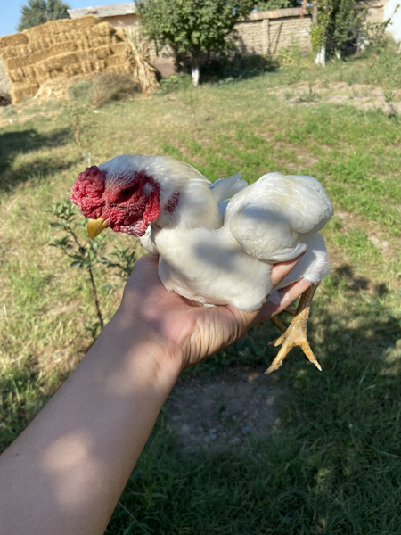 Ko shamo sotiladi 1+2 privaznoy tozalari