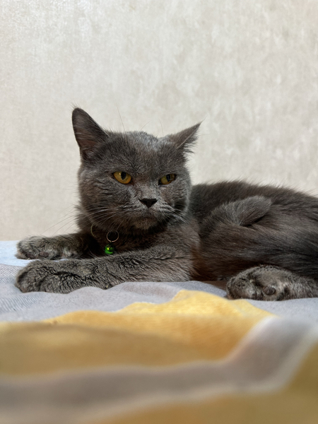Скотиш страйт 1,5 года девочка