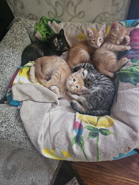 домашний котенок
