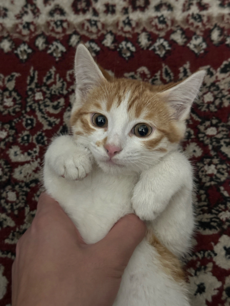 Продается кот