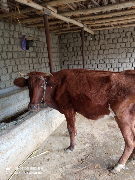 Urta yosh mol sotiladi 6 litr suti not kuniga yakka