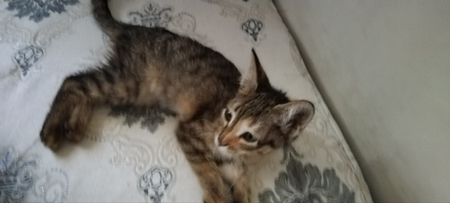 Отдам котенка в добрые руки