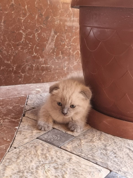 Шотландская вислоухая кошка