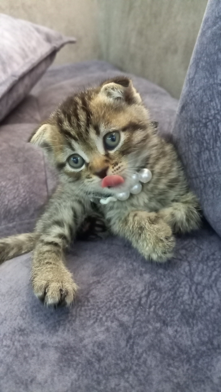 Продаётся котенок девочка