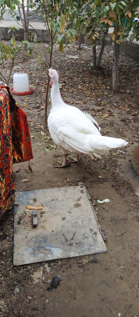 Kurkalar sotiladi