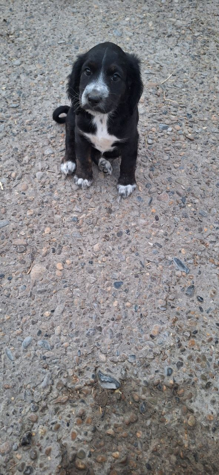 Rassiyiskiy spaniel sotiladi