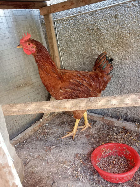 Hashaki xoʻroz 5 oylik