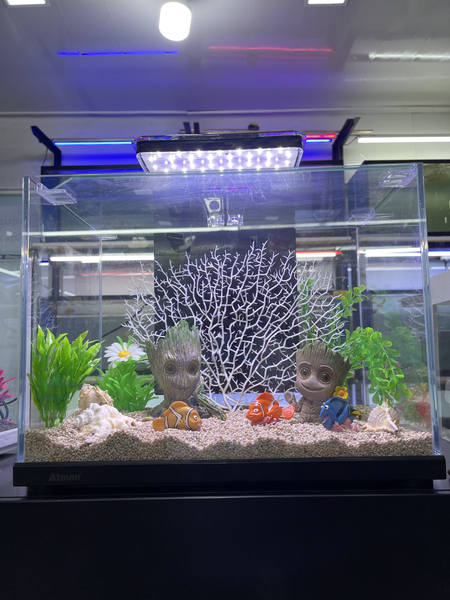 Akvarium va baliq Do’Koni