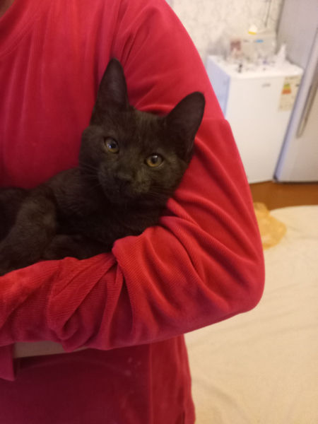 Отдадим котенка в хорошие руки