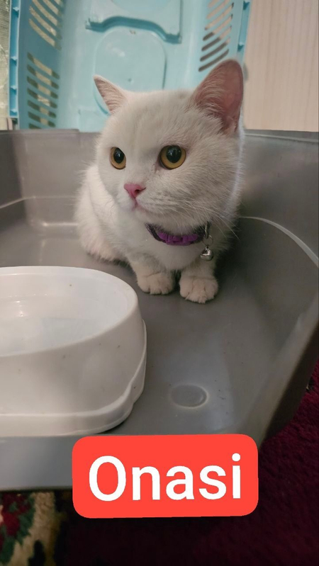 Скоттиш Страйт тоза кон