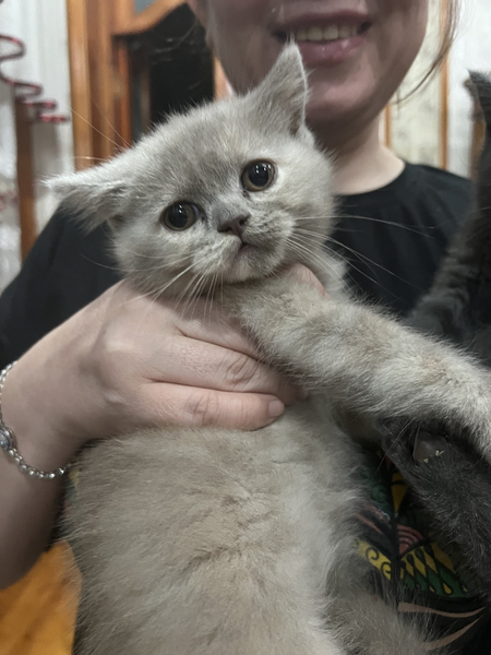 Продаются котята
