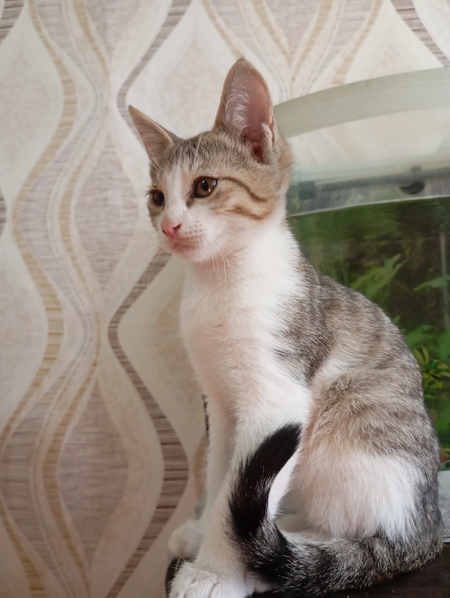 Котята,отдам в хорошие ручки