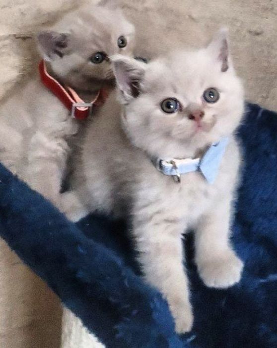 Акция! Цена снижена Скоттиши
