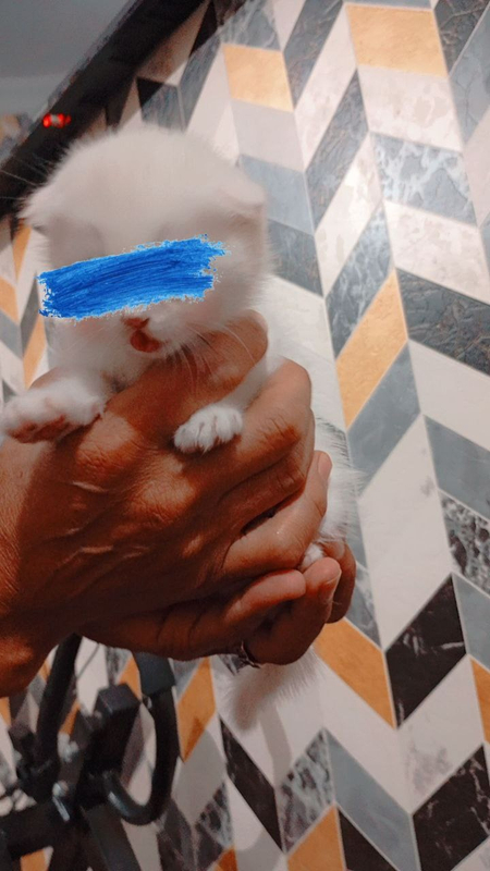 Кошка  Mushuklar