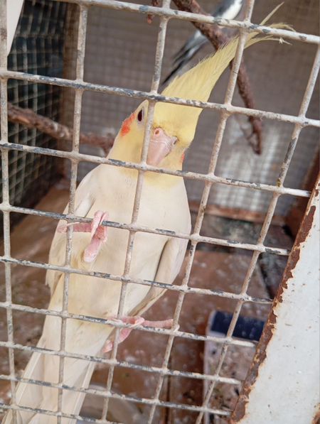 Carella qush sotiladi