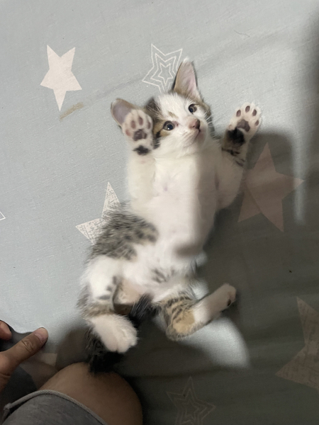 Котята бесплатно