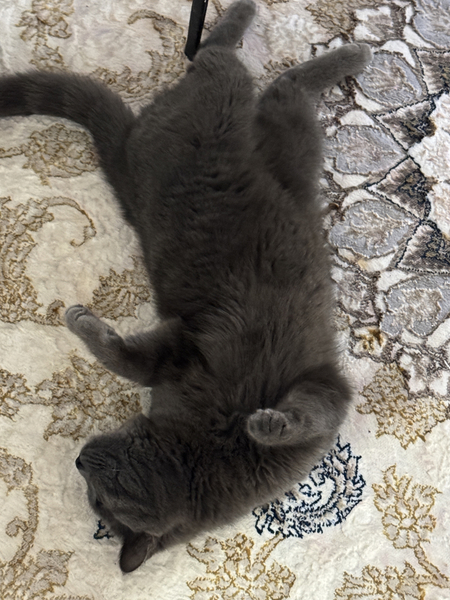 Готовиться к прожаже скоттиш котята
