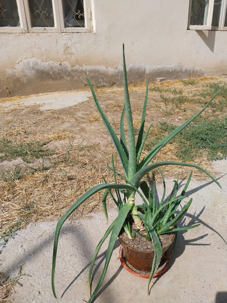 Алоэ лечебный Aloe Vera