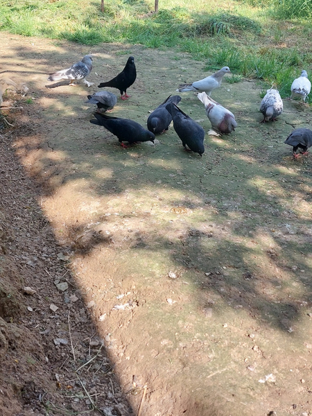 Kabutarla sotiladi