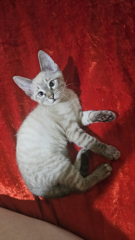 Отдам котенка в добрые руки
