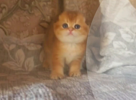 Продается котенок золотая шиншилла