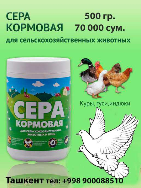 Здоровье Голубей на первый План.
