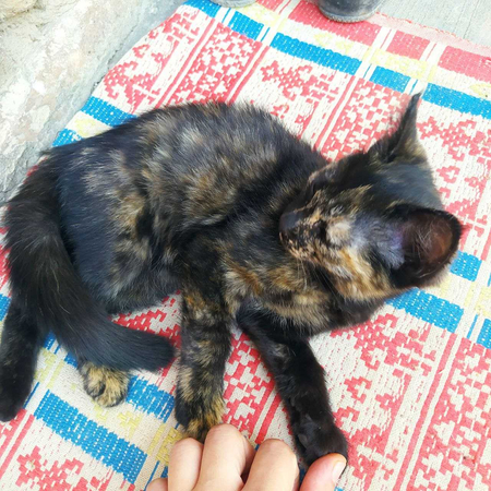 Mushuklar hadyaga