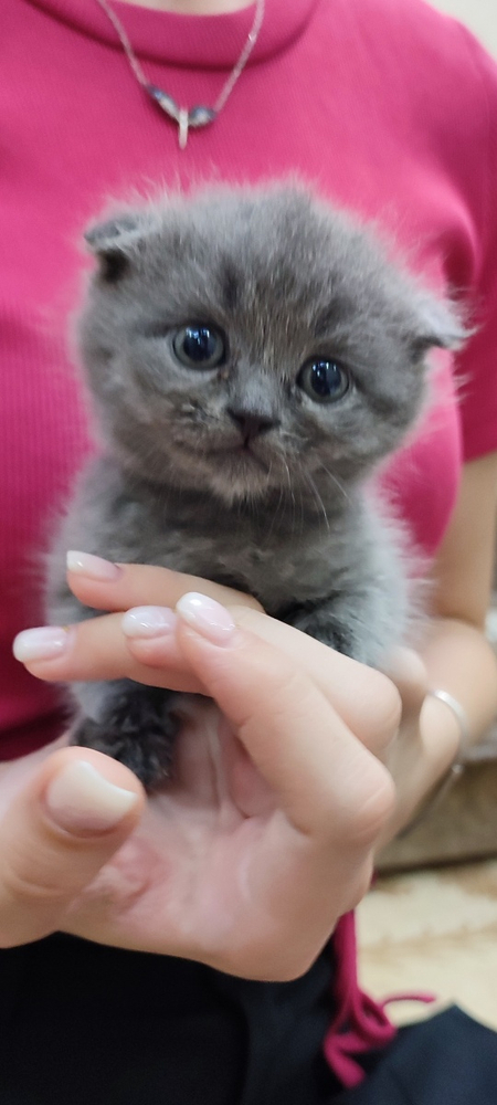 Продаются котята  скоттиш фолд