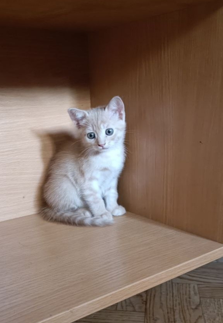 Котята от египетской мау