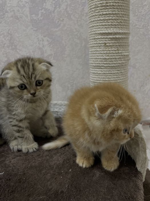 Котята и Кошка породия fold