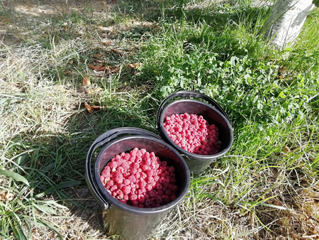 Малина замороженная