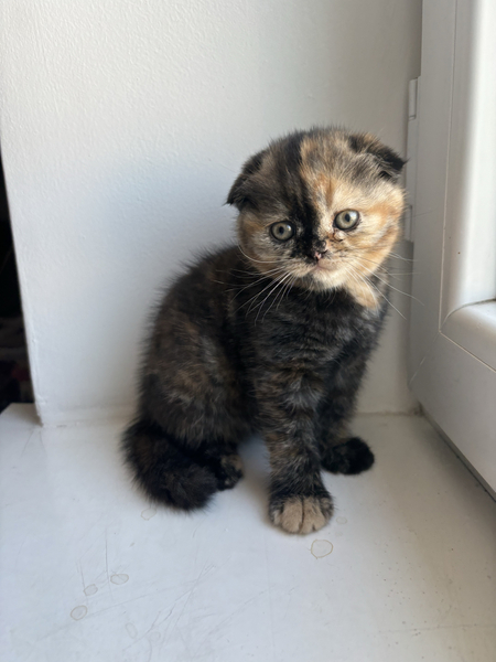 Продам котят