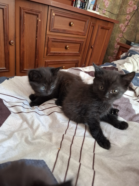 Отдам котят в хорошие руки
