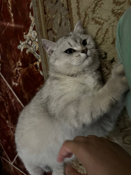 Продою кошку британская короткошёрстная