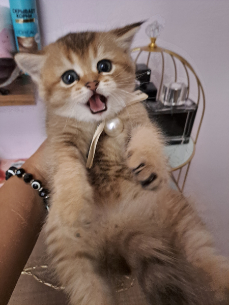 Продаётся шикарный котик Скоттиш страйт золотая шиншилла