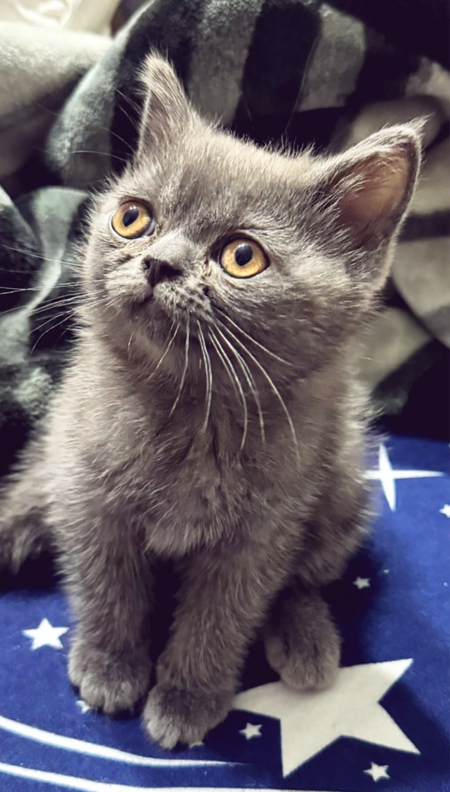 Скотиш страй и скотиш фолд котята