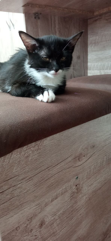 Отдам в добрые руки котенка