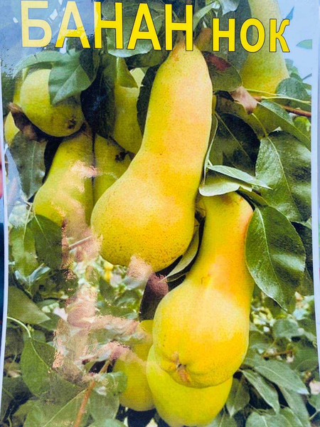 Mevali daraxt ko\\\'chatlari