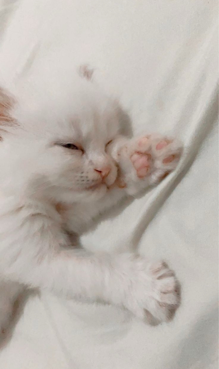 Продаётся кот (мальчик)